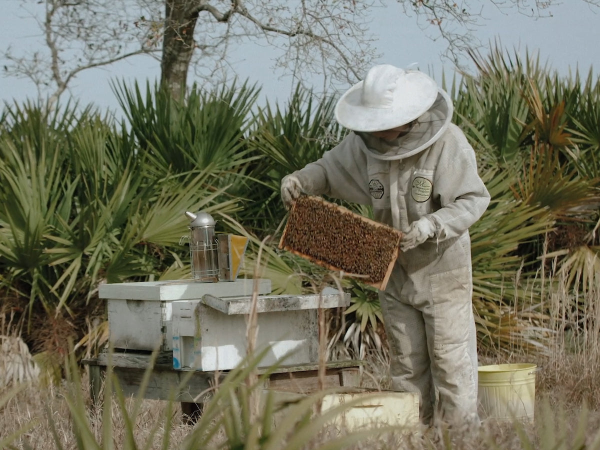 Varroa Mite Monitoring & Control: A Beekeeper’s Guide to Healthy Hives ...